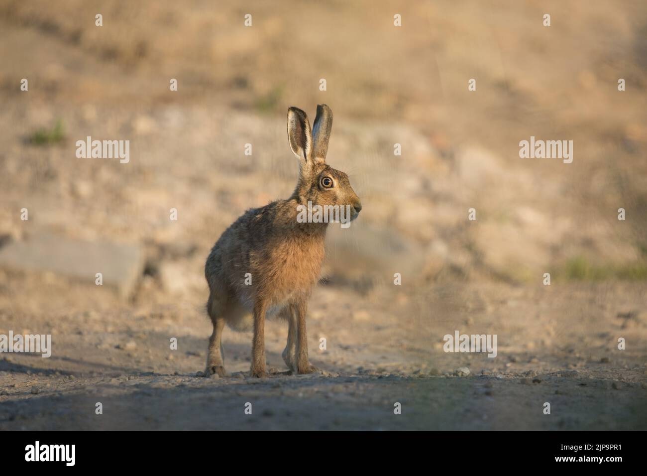 Brown Hare near Fountains Abbey, North Yorkshire Stock Photo - Alamy