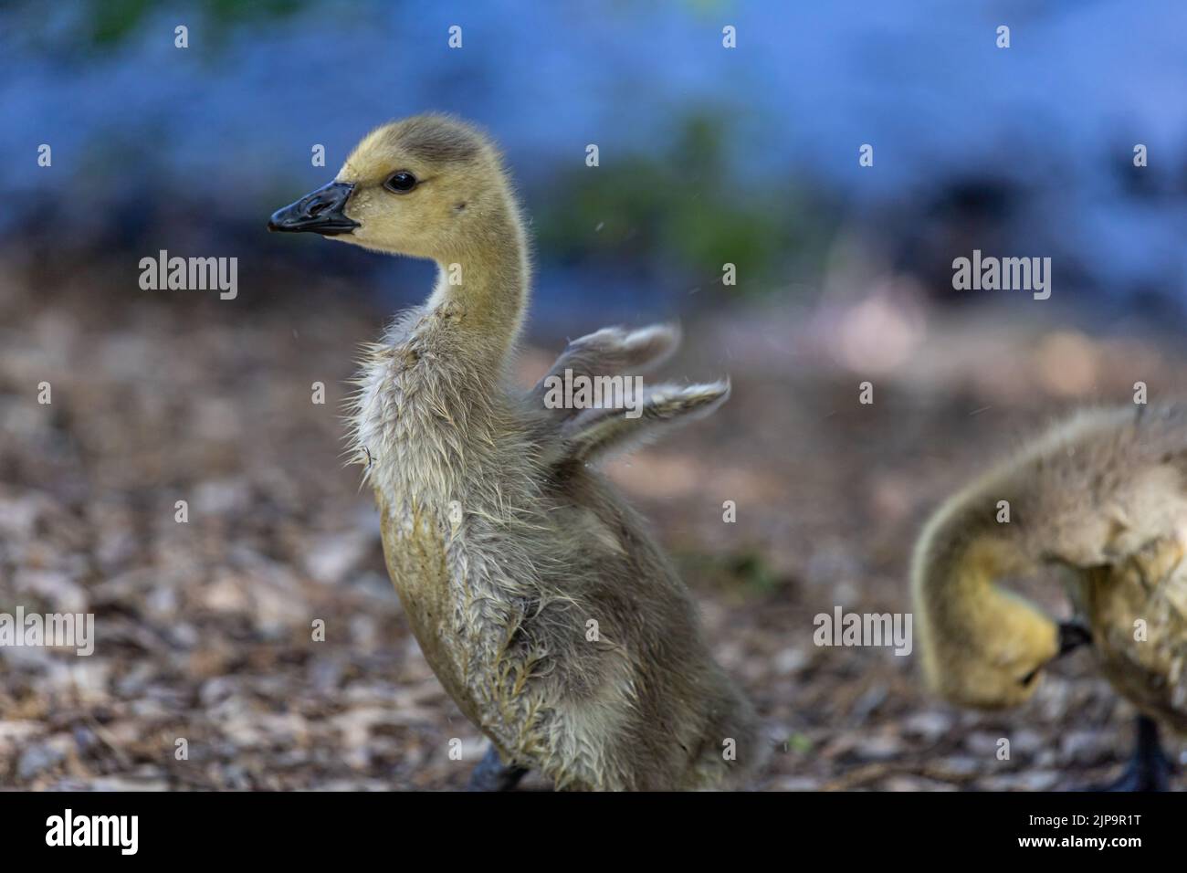 Sideways bird hi-res stock photography and images - Alamy