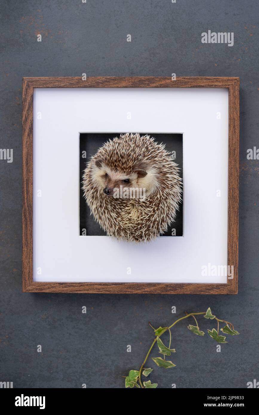 Picture hedgehog hi-res stock photography and images - Alamy