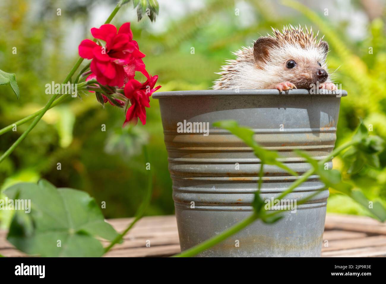 garden, hedgehog, gardens, hedgehogs Stock Photo - Alamy