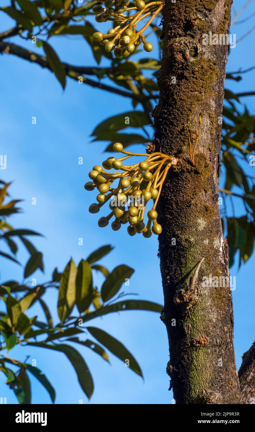 Durian flowers on the durian tree, durian cultivation Stock Photo - Alamy