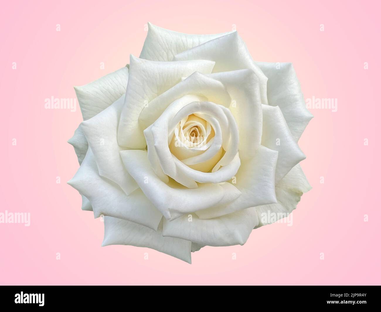 White rose isolated on light pink background for your valentine design ...
