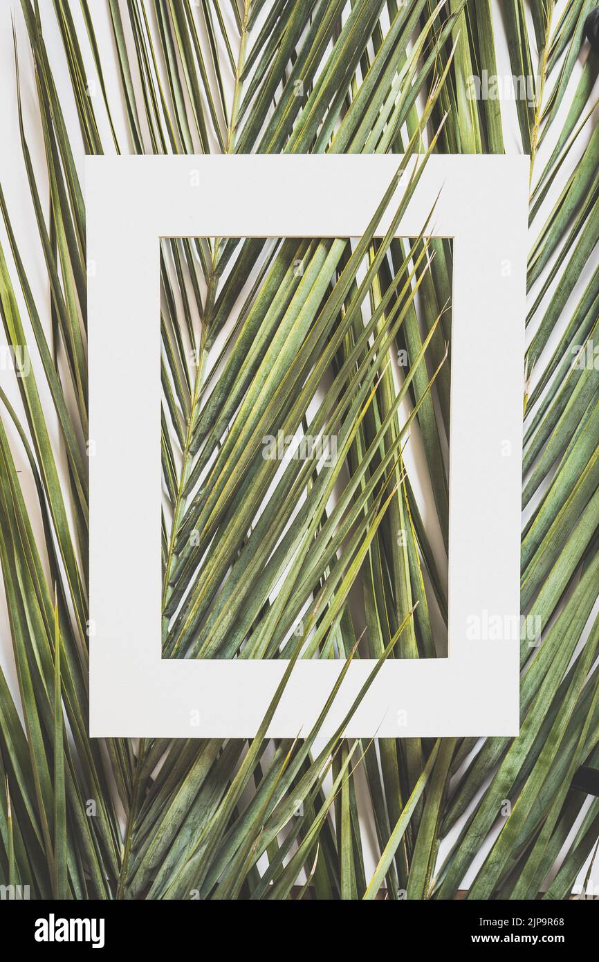 palm leaf, frame, palm leafs, frames Stock Photo - Alamy