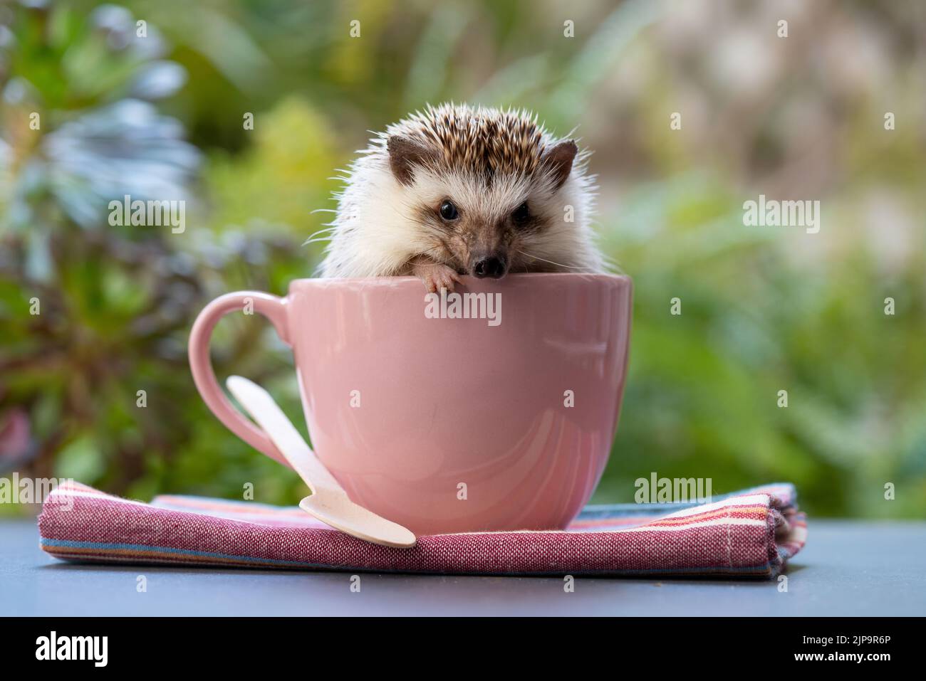 garden, cup, hedgehog, gardens, cups, hedgehogs Stock Photo - Alamy