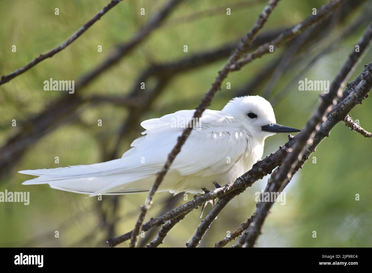 Fairy tern indian ocean hi-res stock photography and images - Alamy