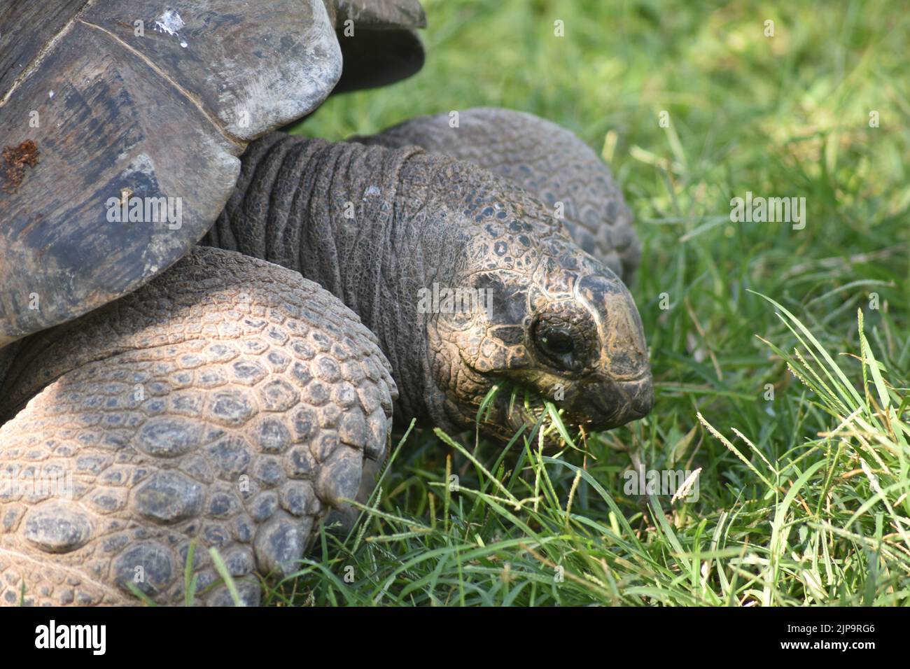 Aldabra giant tortoise on Bird Island, Seychelles Stock Photo - Alamy