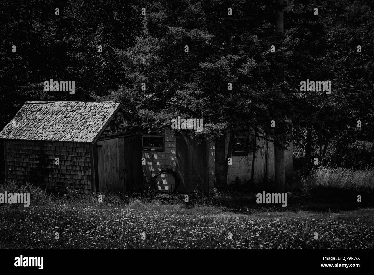 Birch tree in yellow Black and White Stock Photos & Images - Alamy
