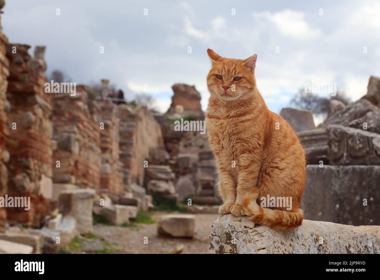 Cat sitting on the ruins of the Ancient Greek City Ephesus Stock Photo ...