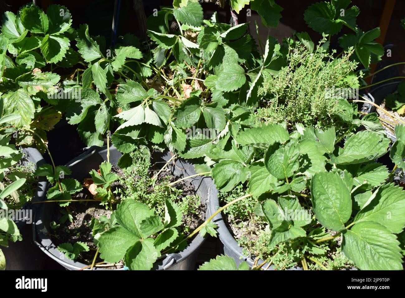 Strawberry plantings hi-res stock photography and images - Alamy