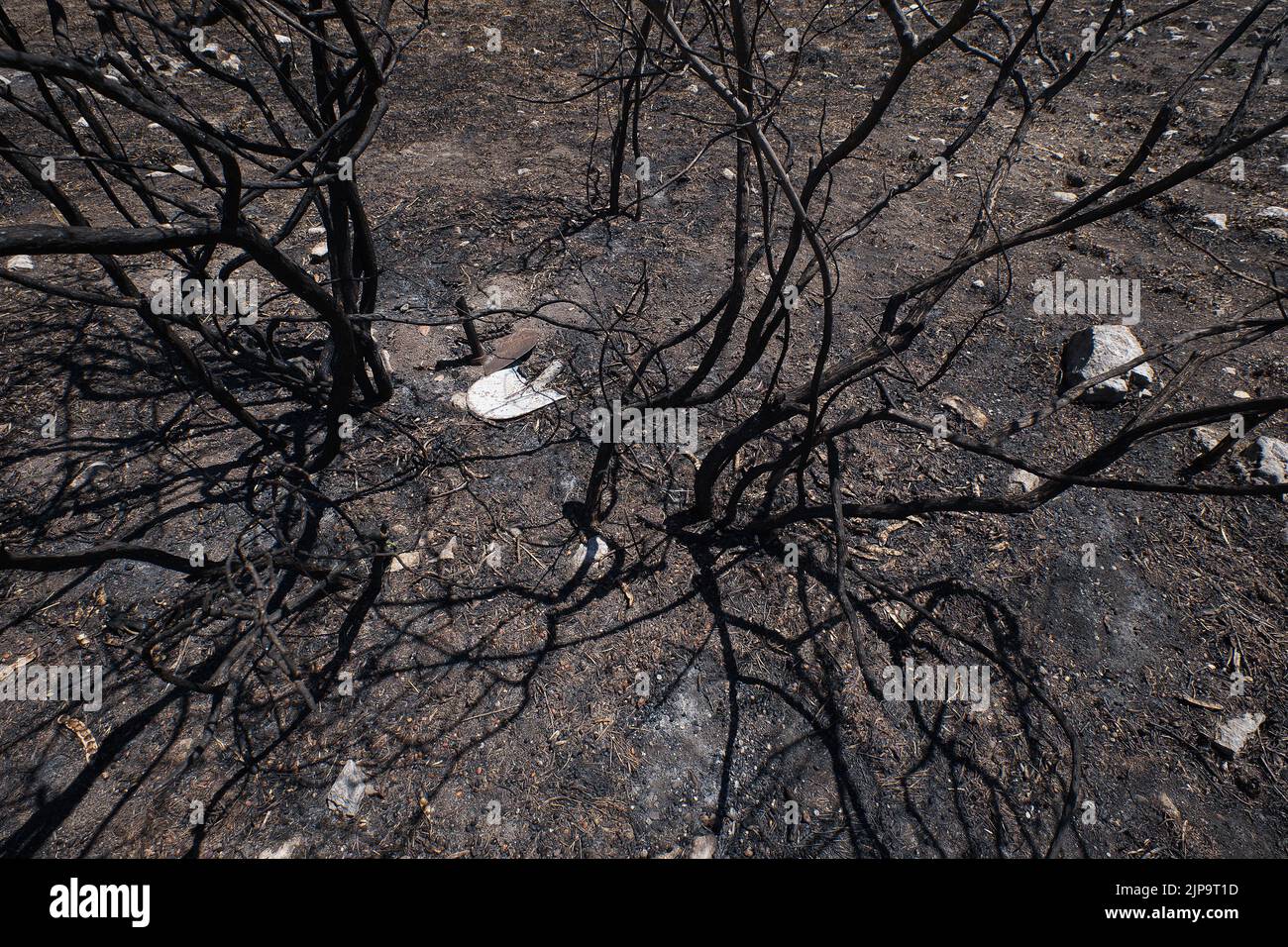 Remains of a charred bush caused by wild fires in Corinth Greece in ...