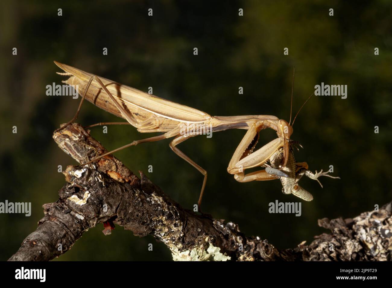 prey, praying mantis, mantodea Stock Photo - Alamy
