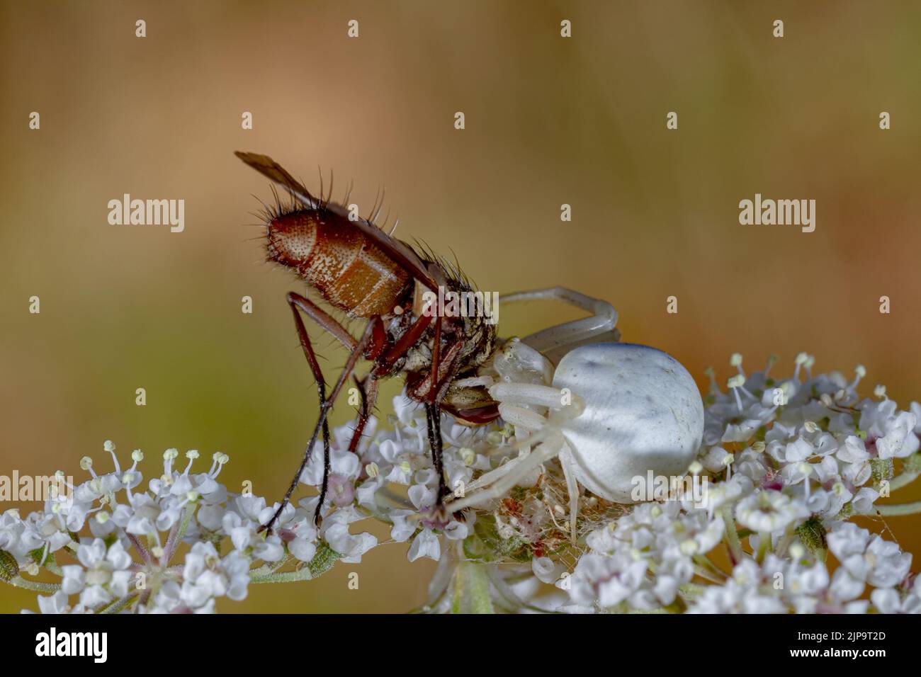 Araneidaes hi-res stock photography and images - Alamy
