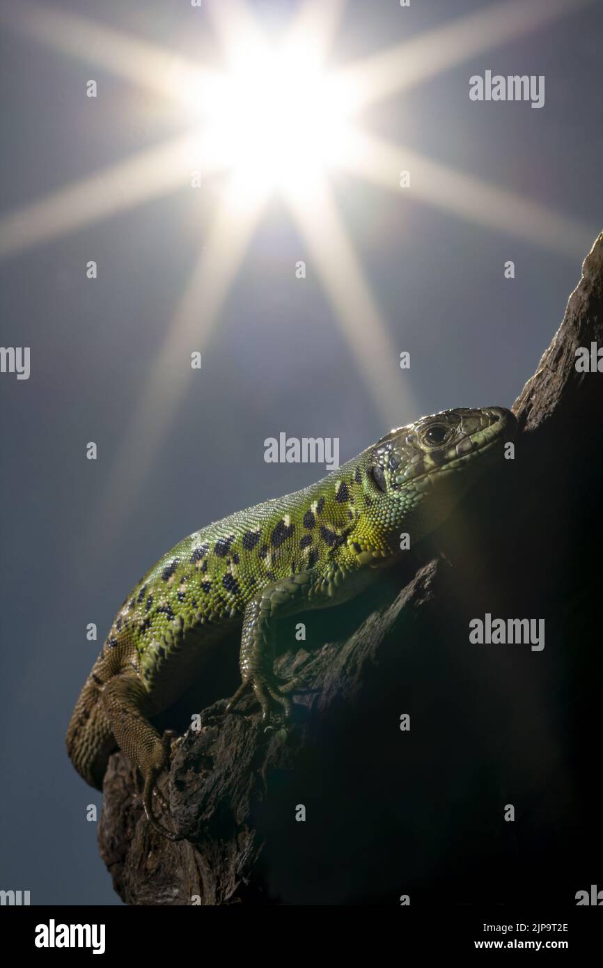 Lacerta hi-res stock photography and images - Alamy
