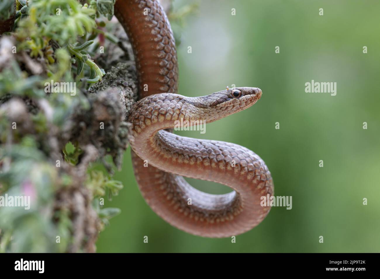 schlingnatter, coronella austriaca Stock Photo - Alamy