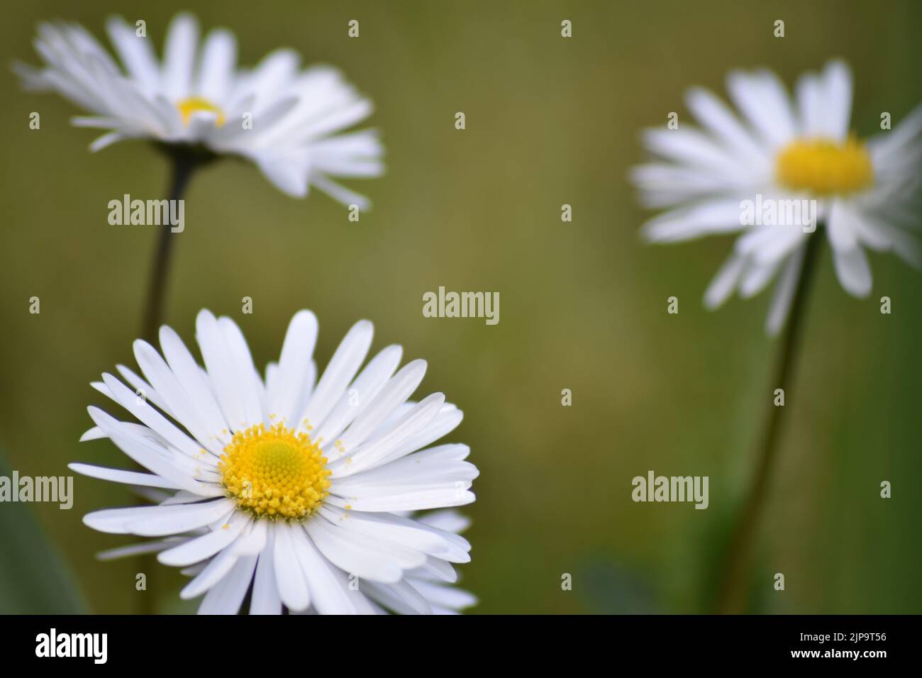 Three daisies close-up Stock Photo - Alamy