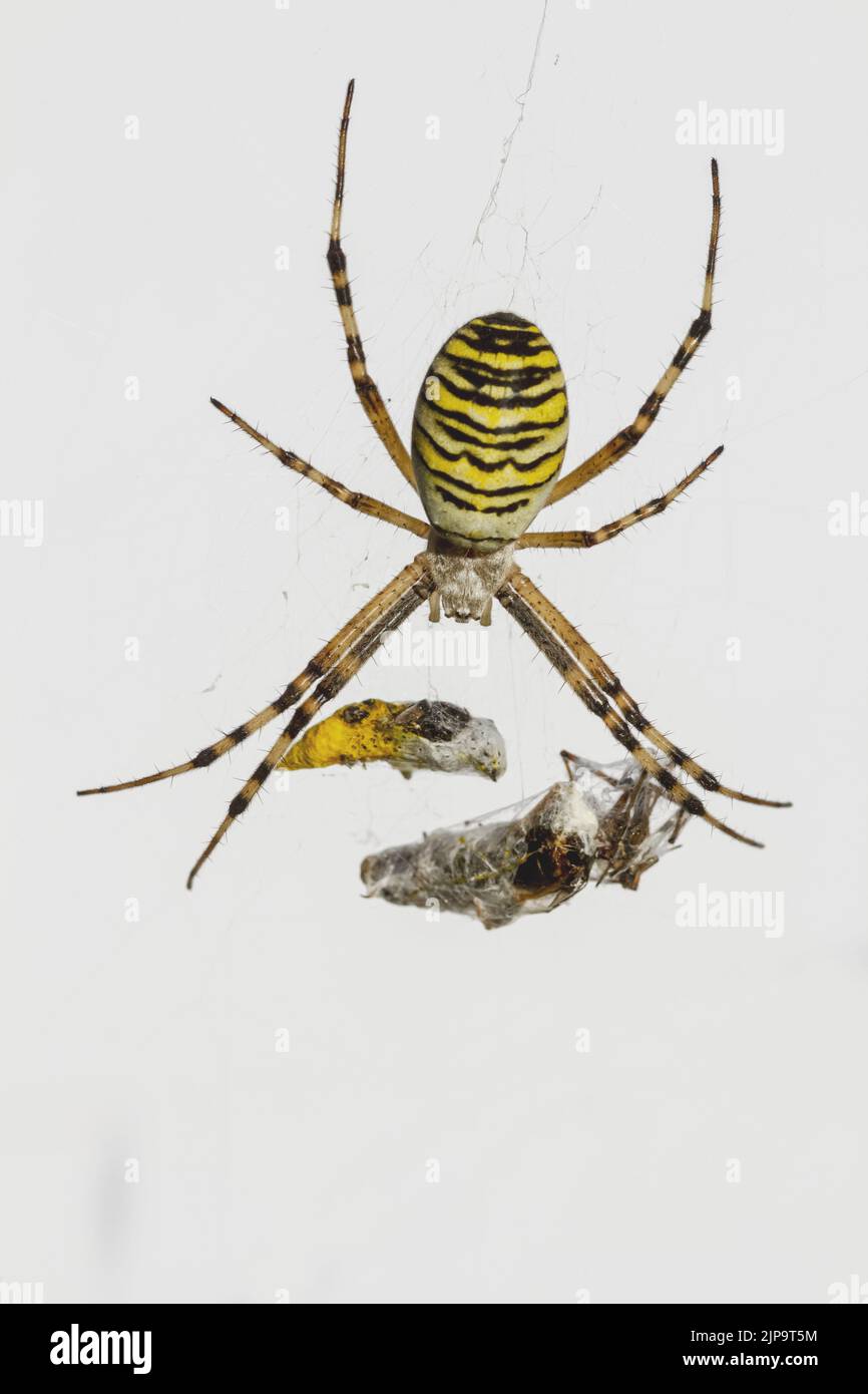 prey, wasp spider, argiope bruennichi, spinnenfaden, wasp spiders Stock ...