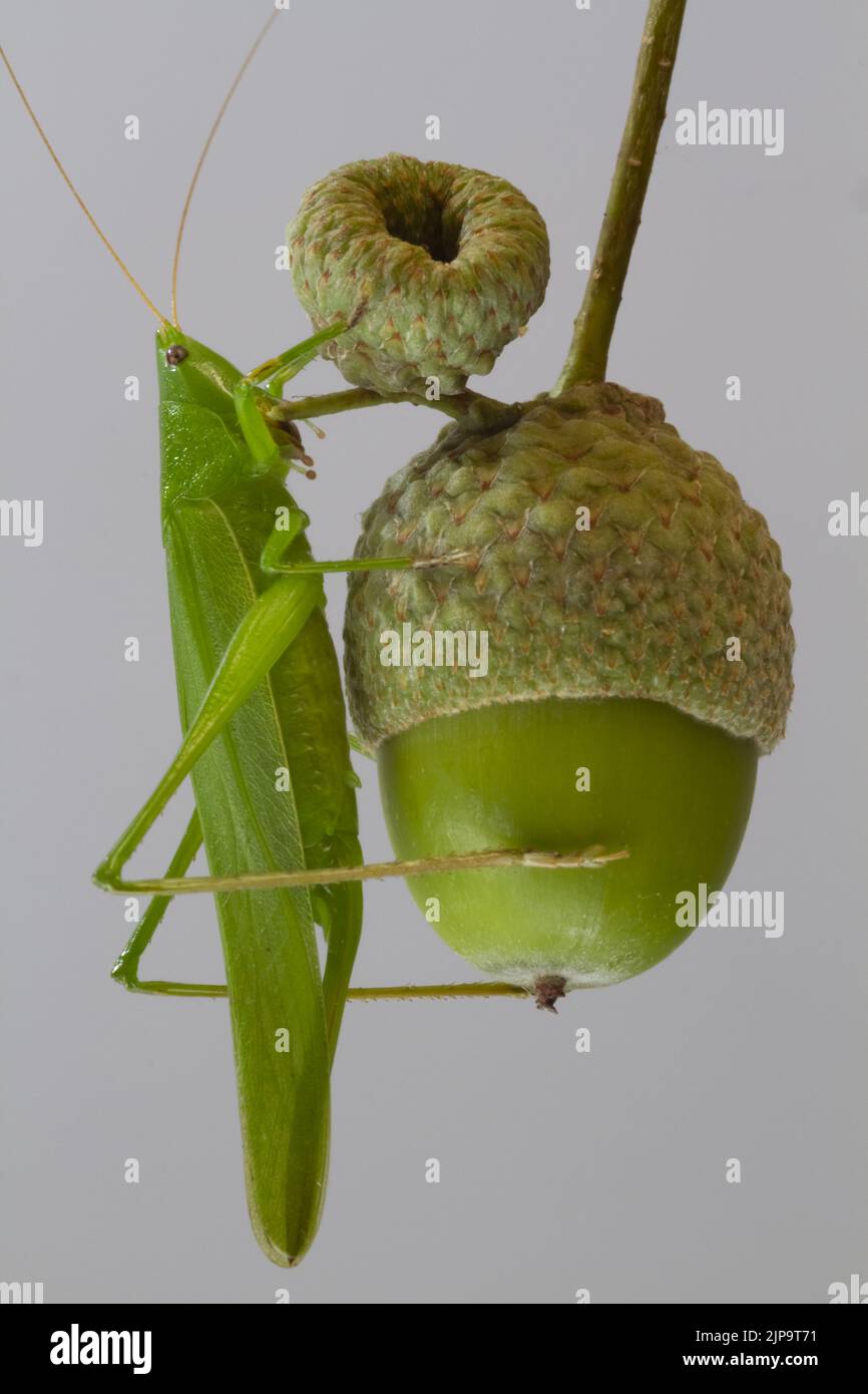 Ruspolia hi-res stock photography and images - Alamy