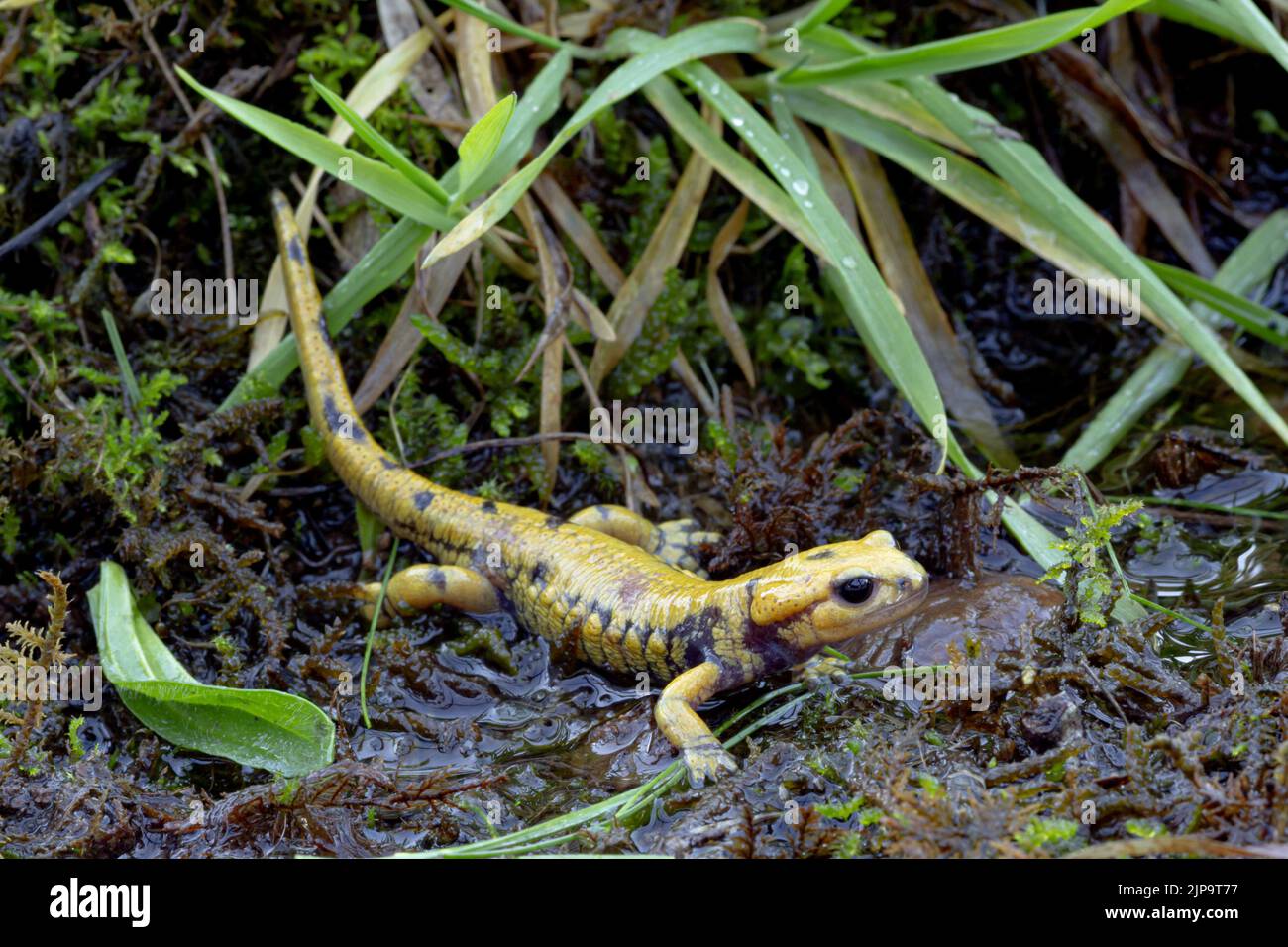 salamander, fire salamander, salamandra salamandra, salamanders, fire ...