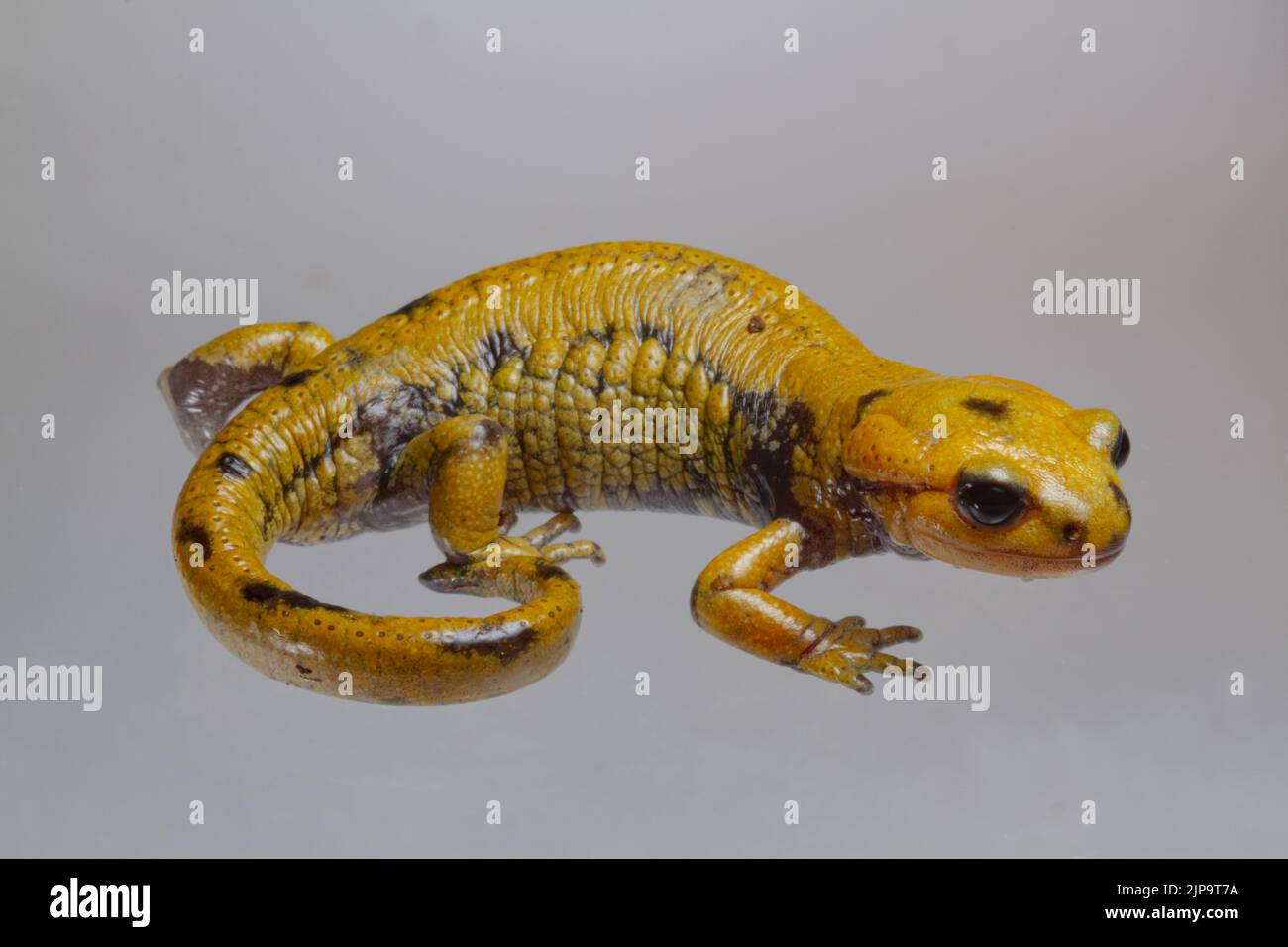 fire salamander, salamandra salamandra, fire salamanders Stock Photo ...
