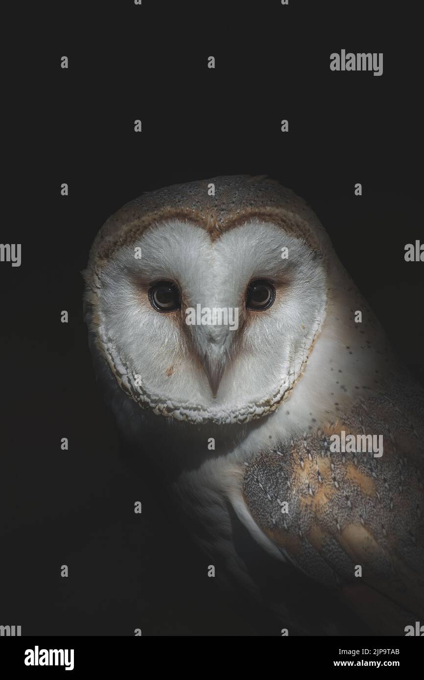 animal portrait, barn owl, animal portraits Stock Photo - Alamy