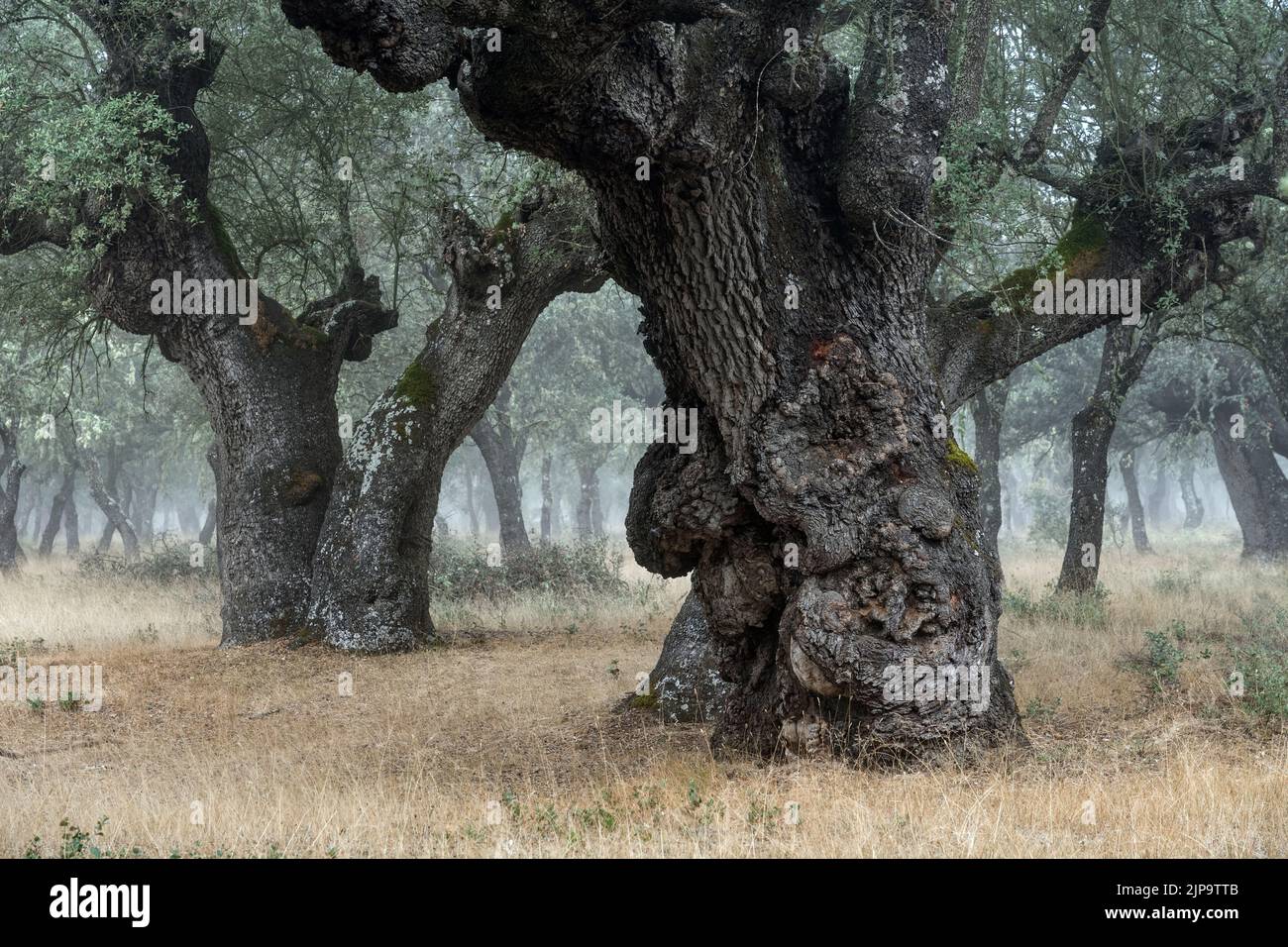 gnarled, old tree, holm oak, quercus ilex, buchengewächse, gnarleds ...
