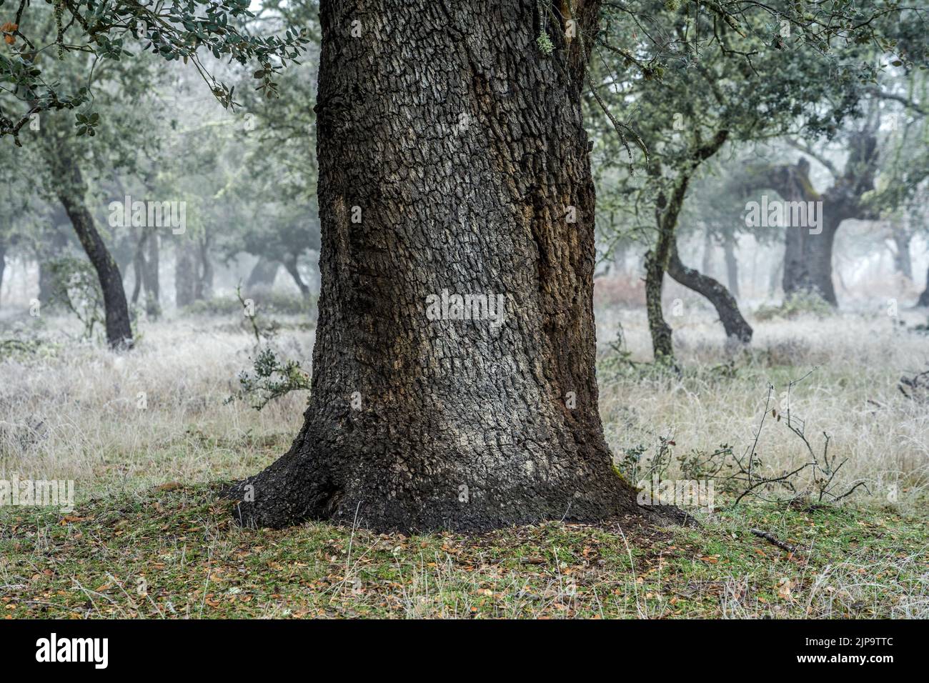 tree trunk, oak tree, tree bark, holm oak, quercus ilex, trunks, oak ...
