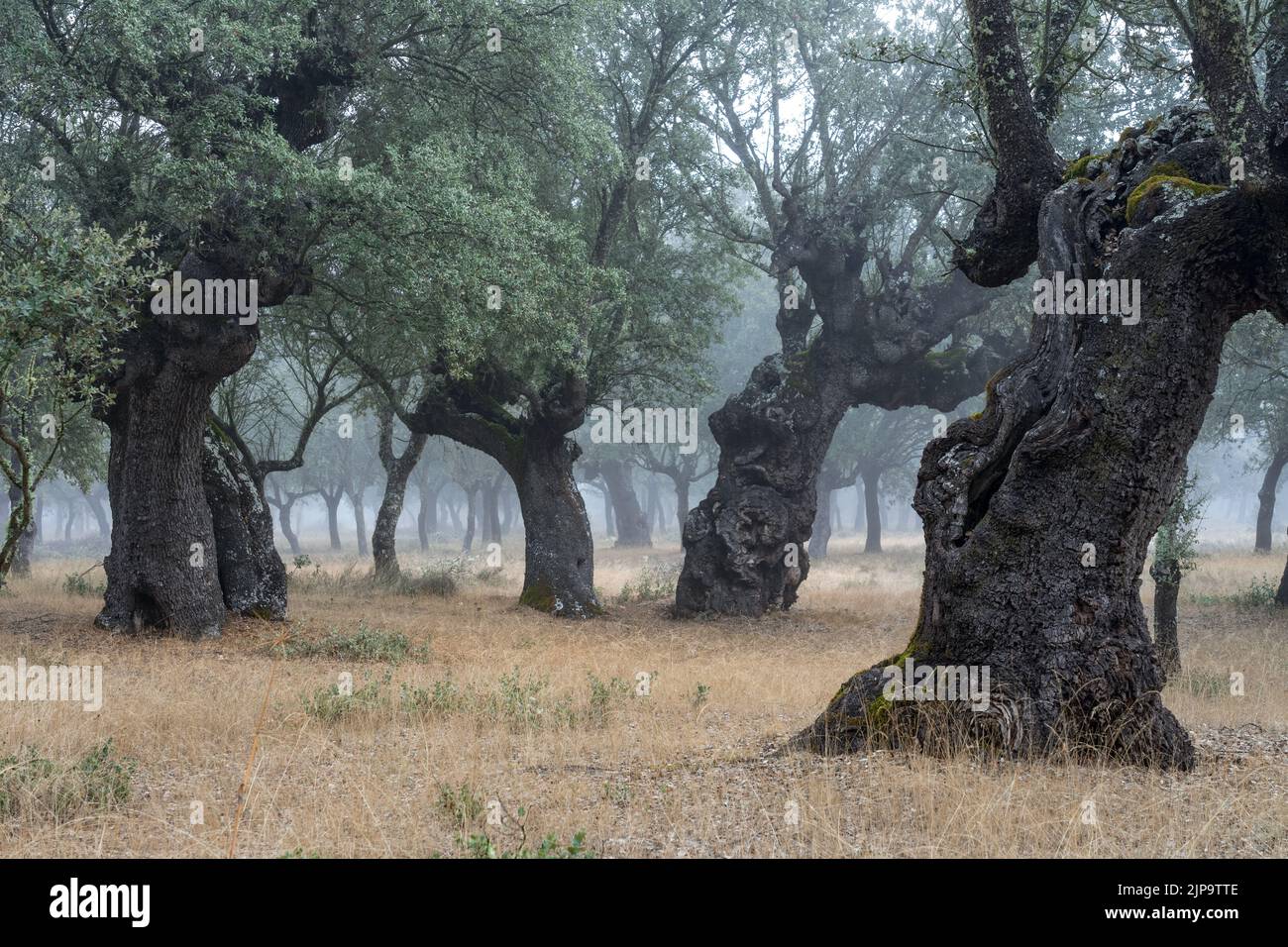 enchanted , holm oak, oak forest, quercus ilex, enchanted s, holm oaks ...