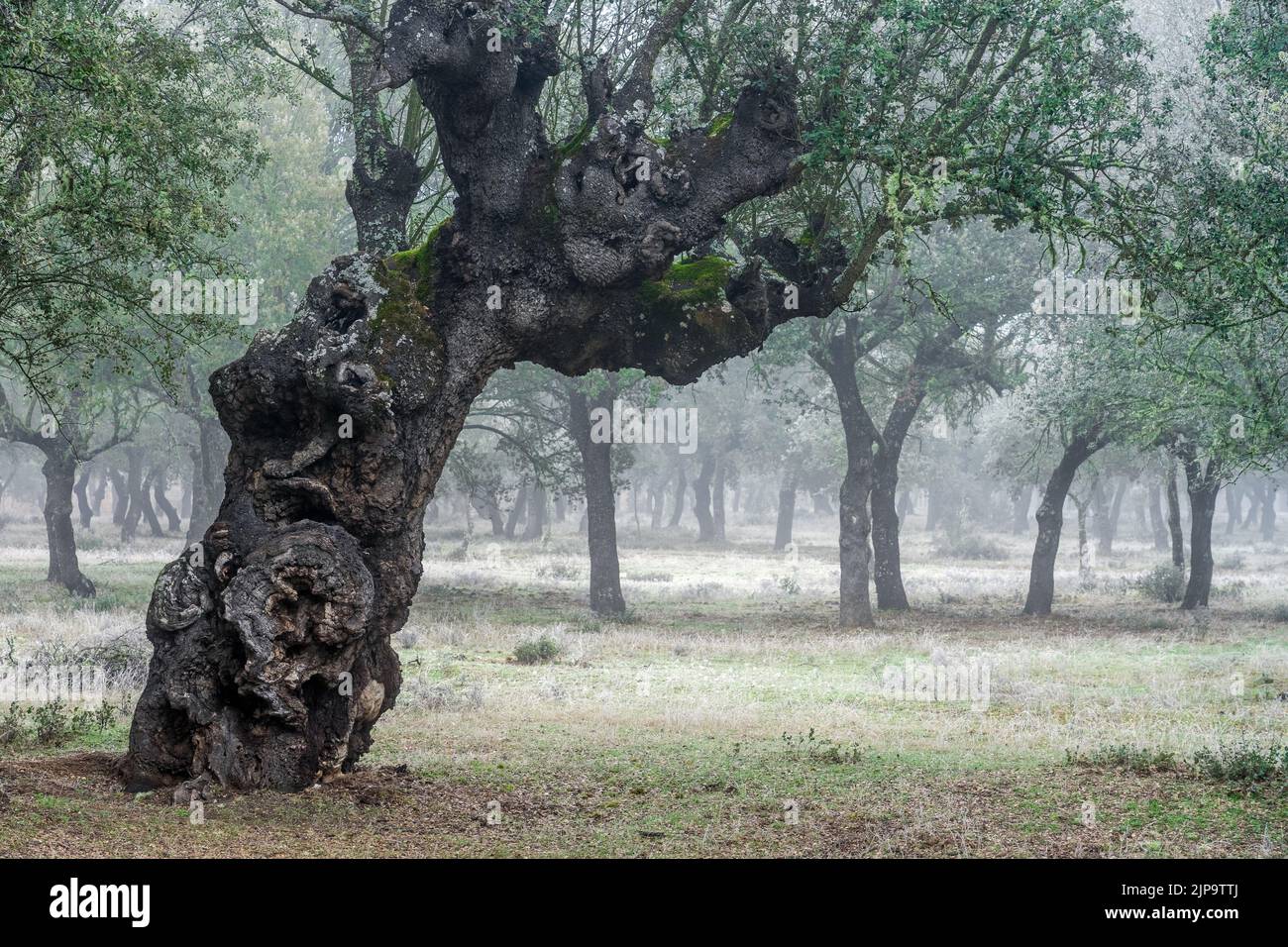 enchanted , holm oak, oak forest, quercus ilex, enchanted s, holm oaks ...