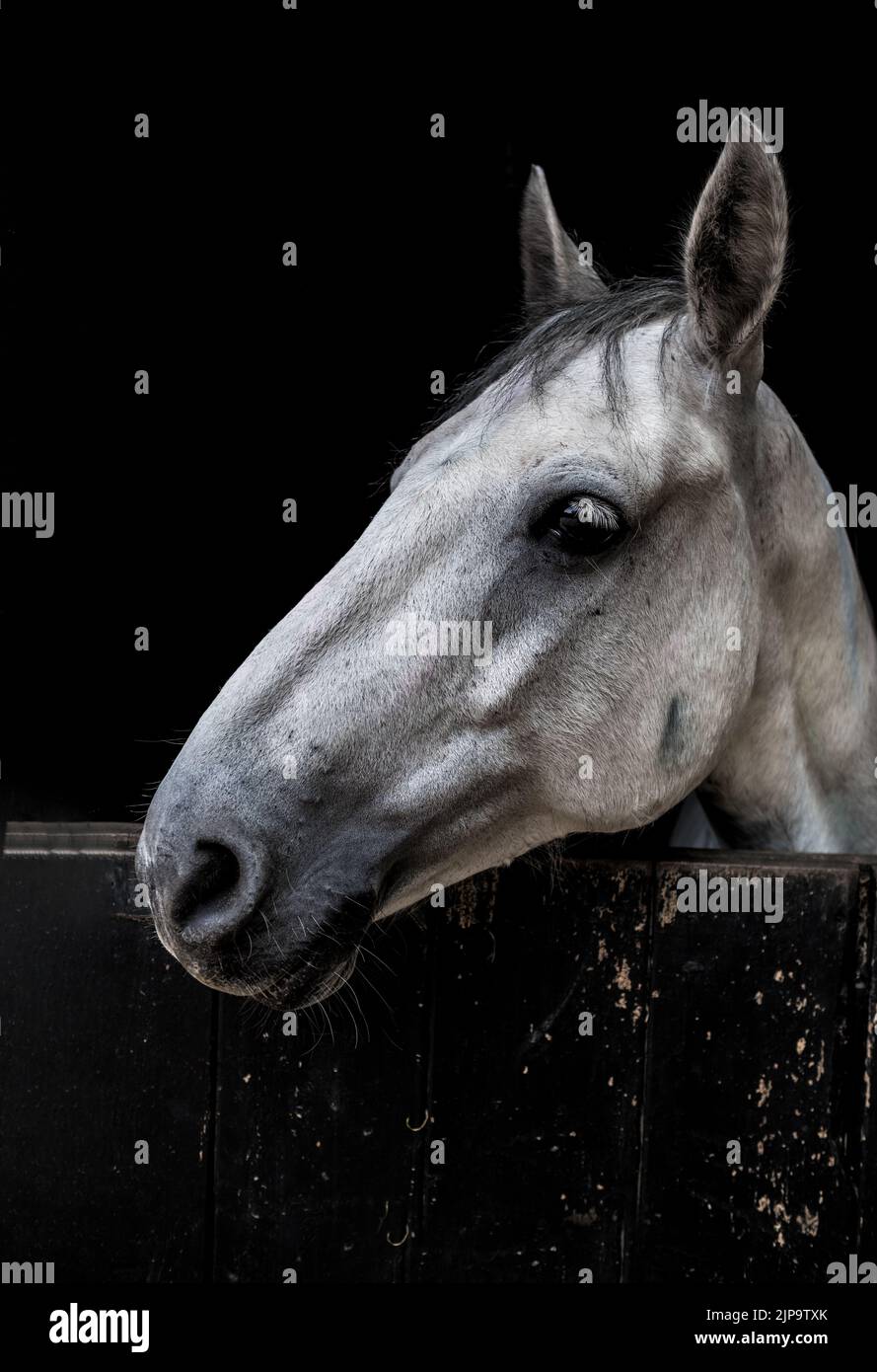 Horseheads hi-res stock photography and images - Alamy
