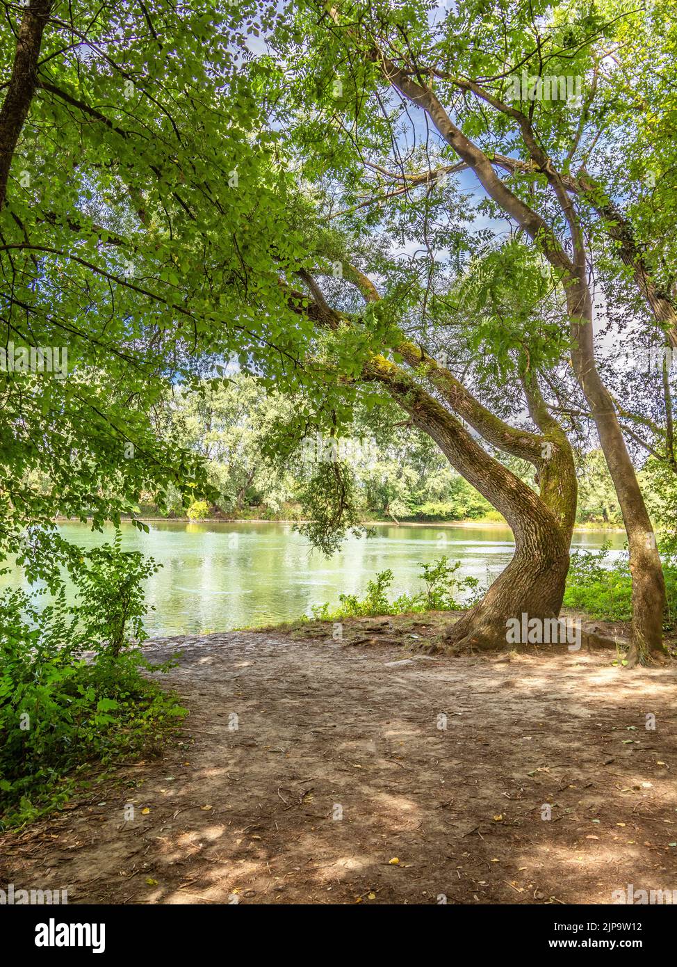 BAVARIA : Twisted tree Stock Photo - Alamy