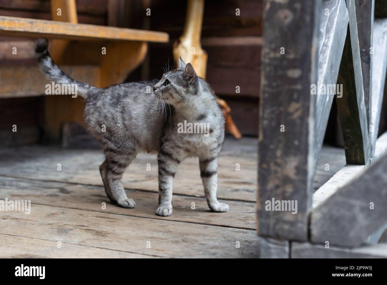 adult Cat Exploring the Yard Stock Photo - Alamy