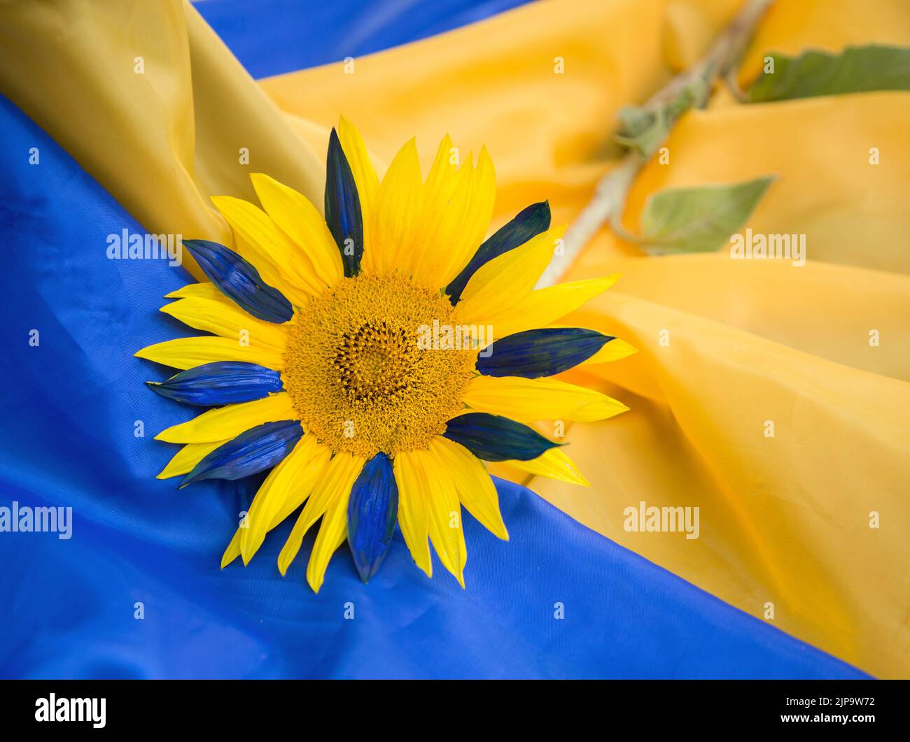 Sunflower ukrainian flag hi-res stock photography and images - Alamy