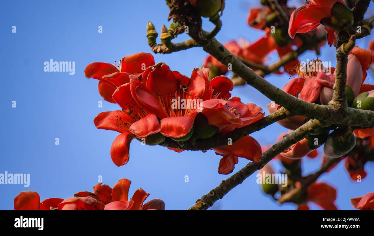 The silk cotton trees hi-res stock photography and images - Alamy