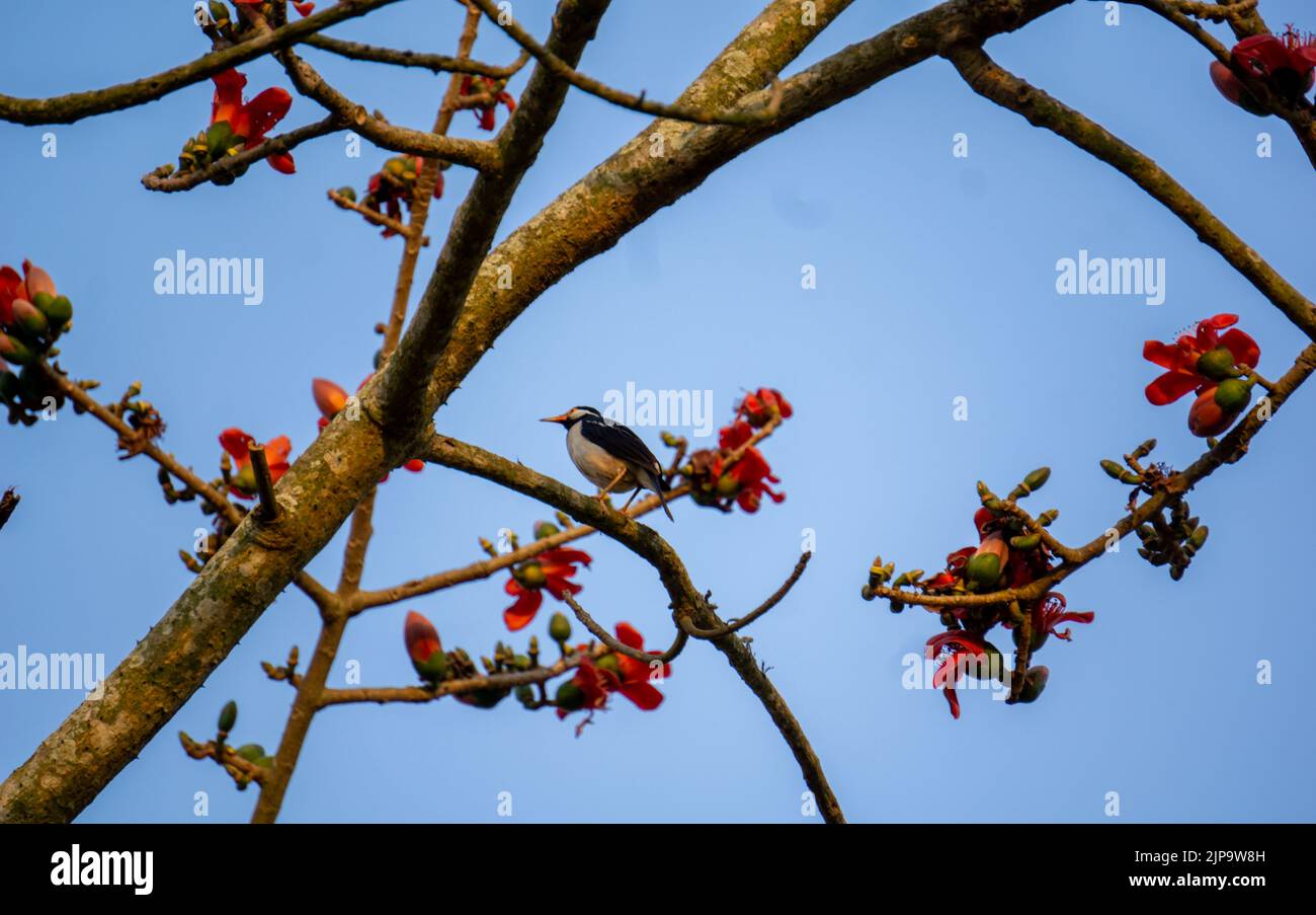 Bombax hi-res stock photography and images - Alamy