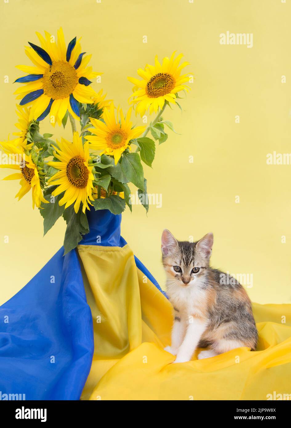 bouquet of sunflower flowers with flag of Ukraine and sitting kitten ...