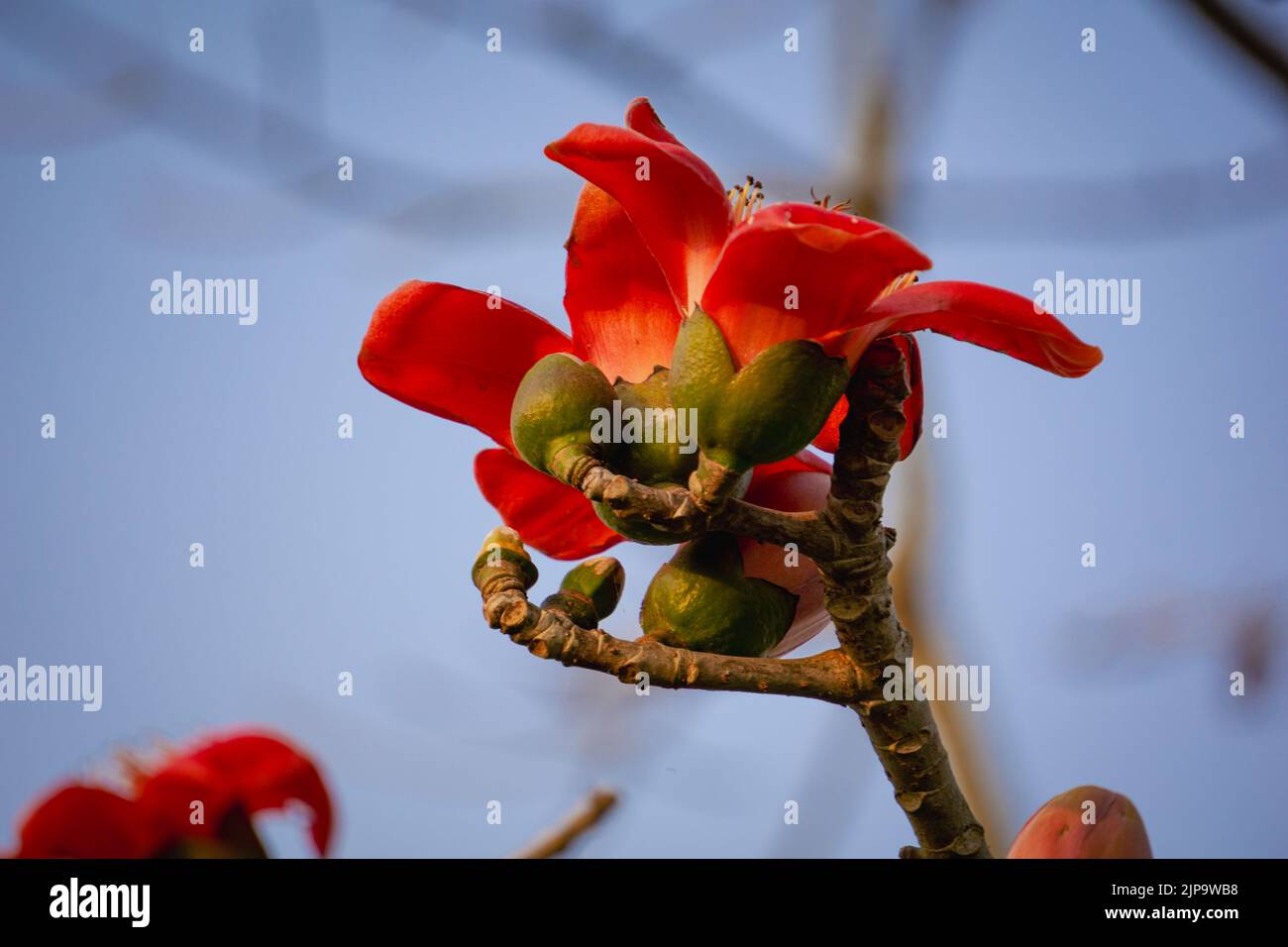 Gorgeous flowers hi-res stock photography and images - Alamy