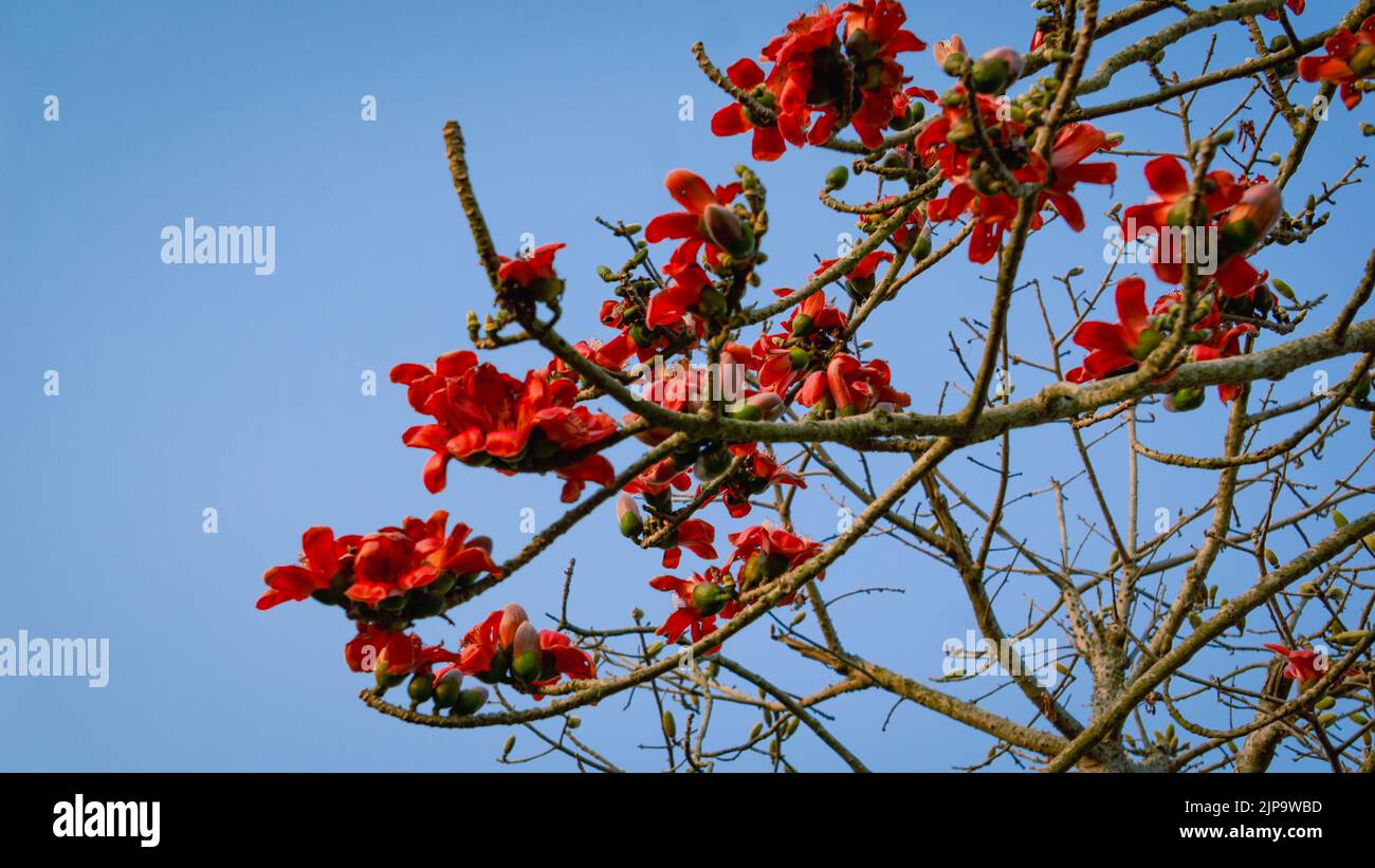 Red silk cotton tree hi-res stock photography and images - Alamy