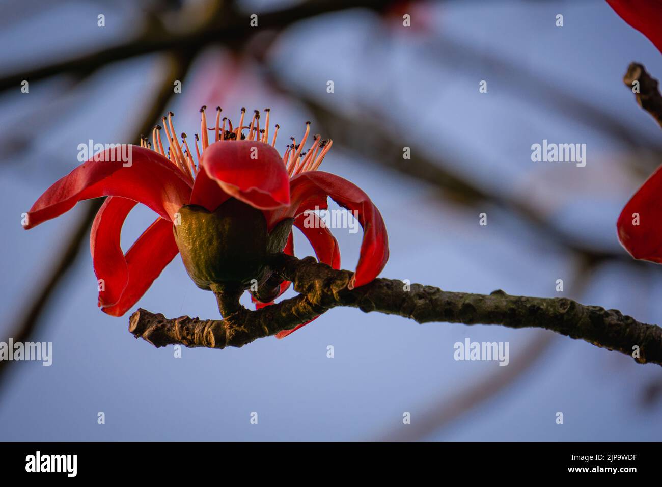 Close-up image of Red Shimul flower. This tree is commonly known as Let ...