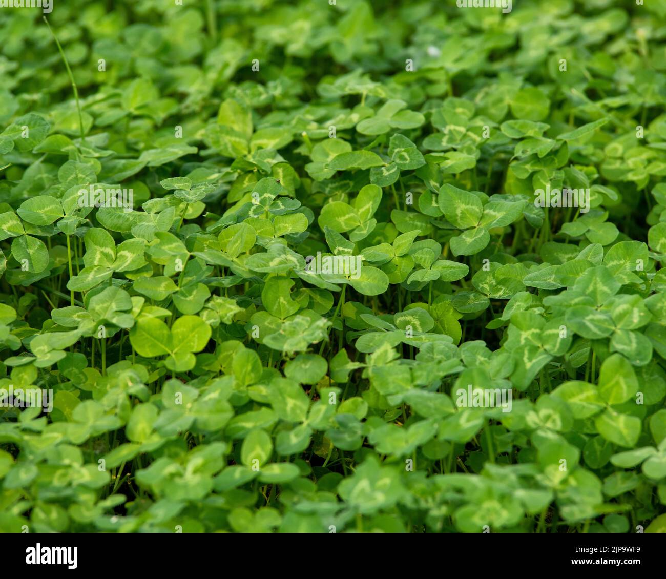 patch of white clover at Toad Suck Park in Bigelow, Arkansas Stock ...