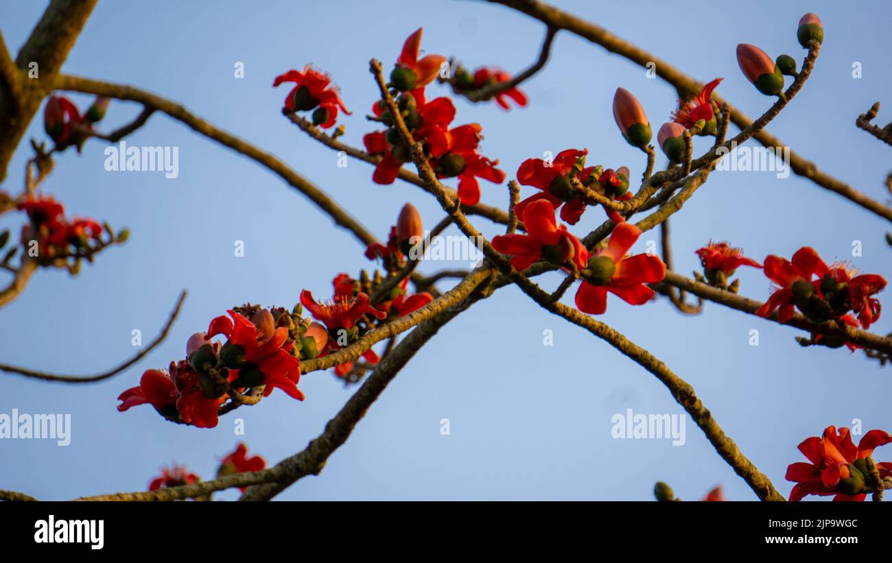The kapok tree florida hi-res stock photography and images - Alamy