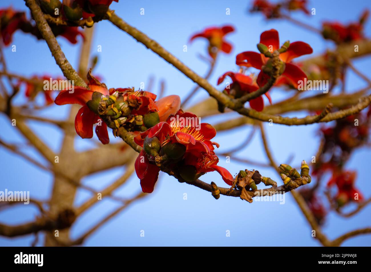 Shimul ful hi-res stock photography and images - Alamy