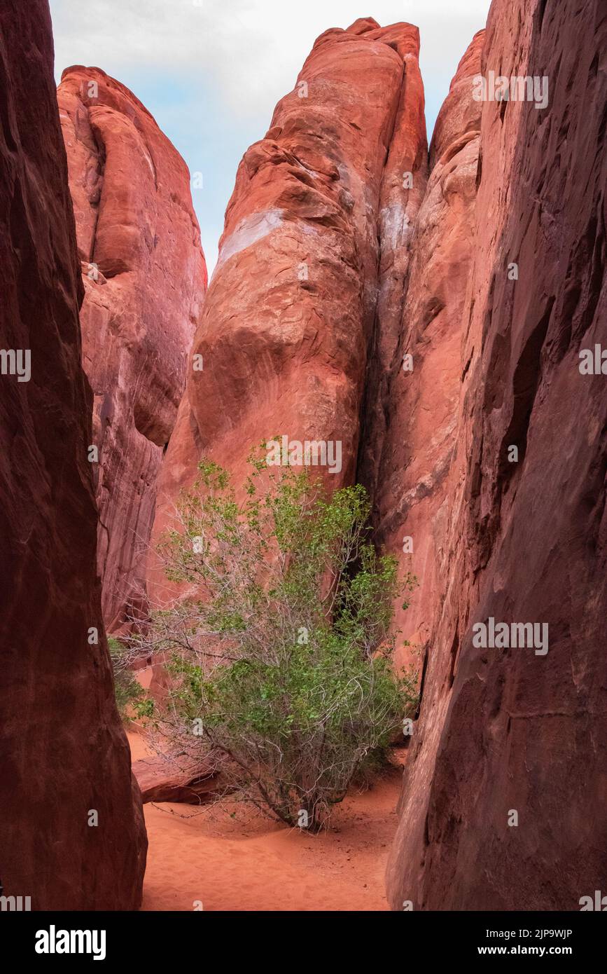 Path to Sand Dune Arch in Arches National Park, Moab,Utah USA. America ...