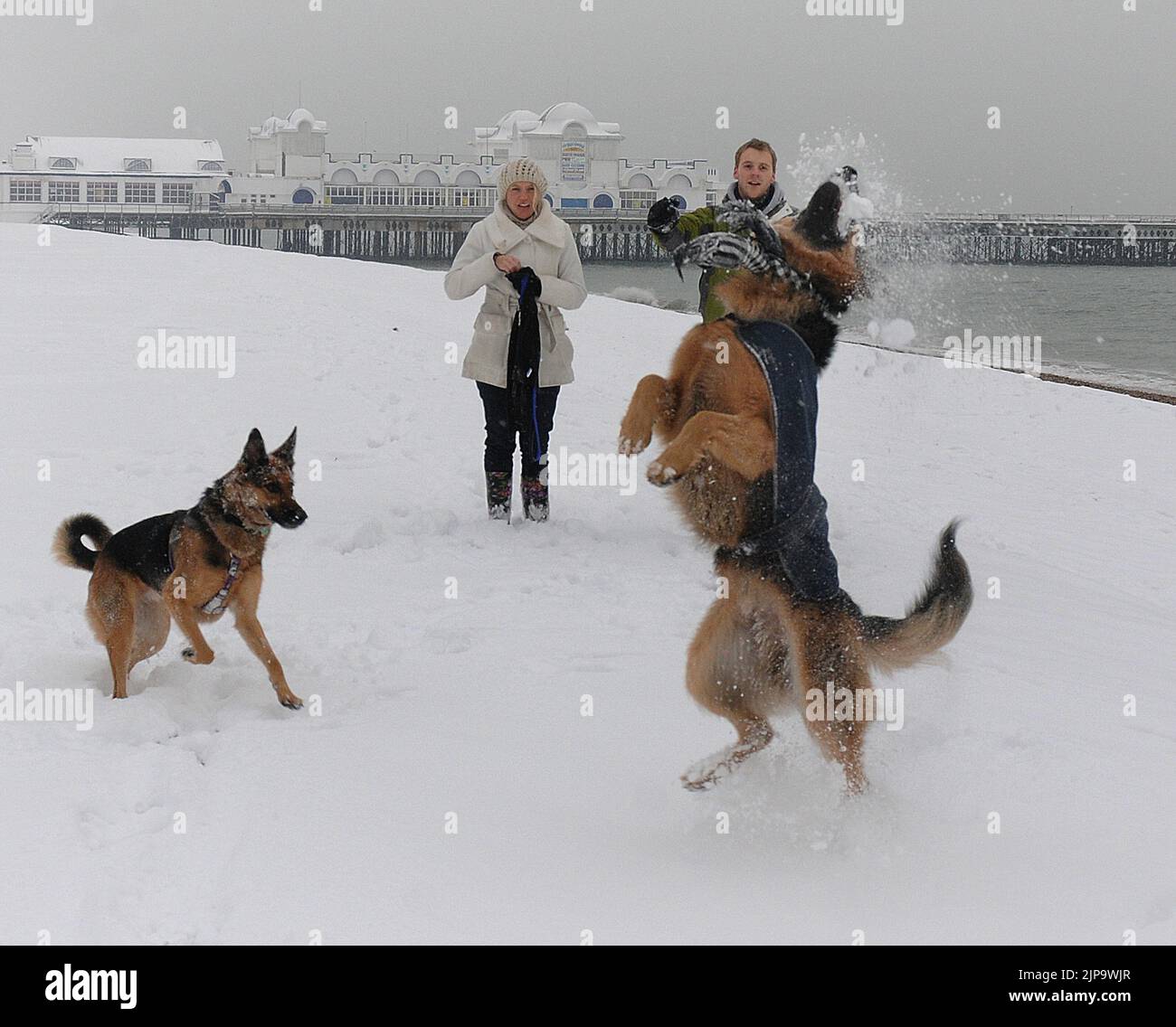 A GERMAN SHEPHERD HAS GREAT FUN WITH SNOWBALLS ON THE BEACH AT SOUTHSEA ...