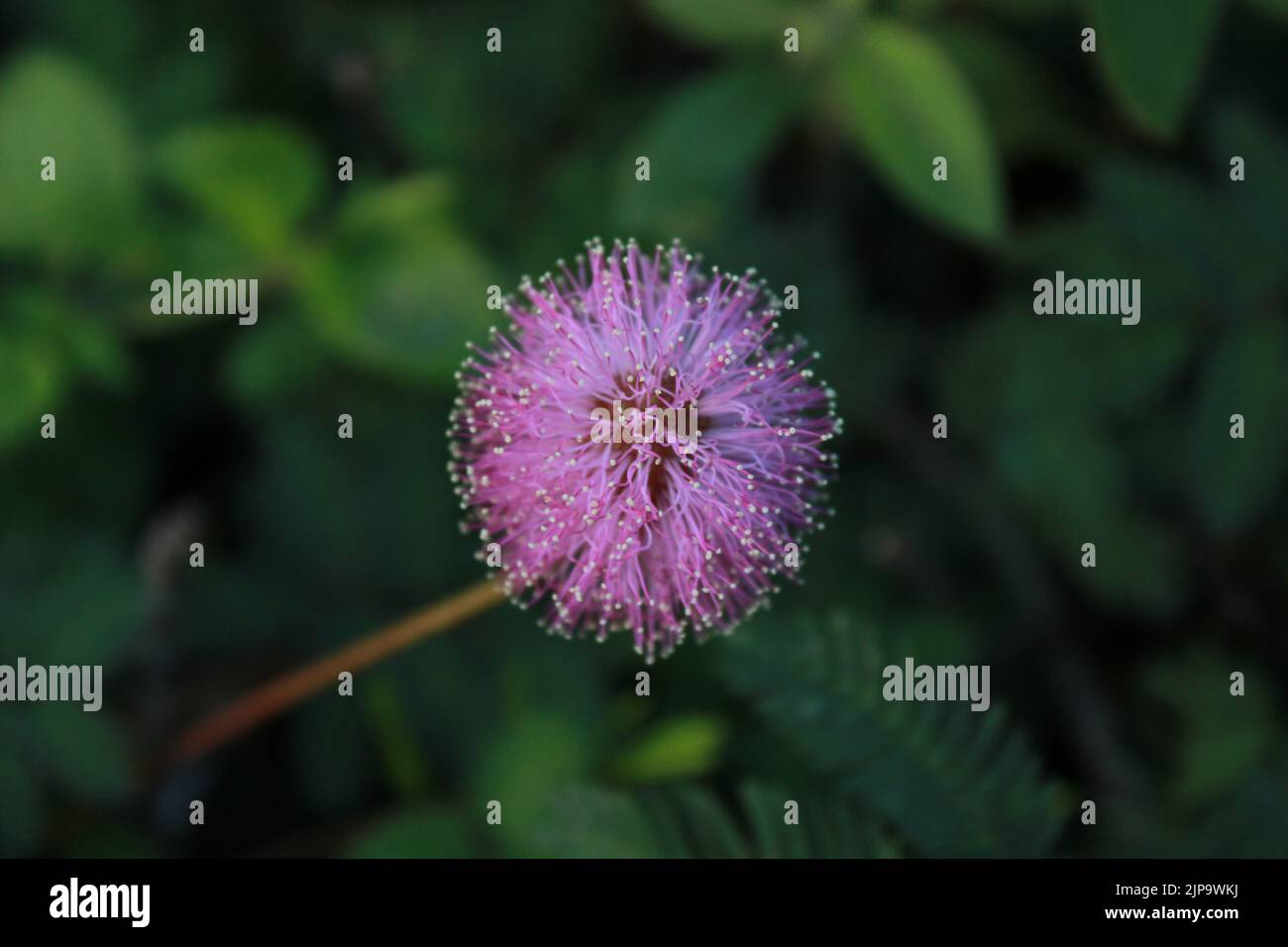 Mimosa plant hi-res stock photography and images - Alamy
