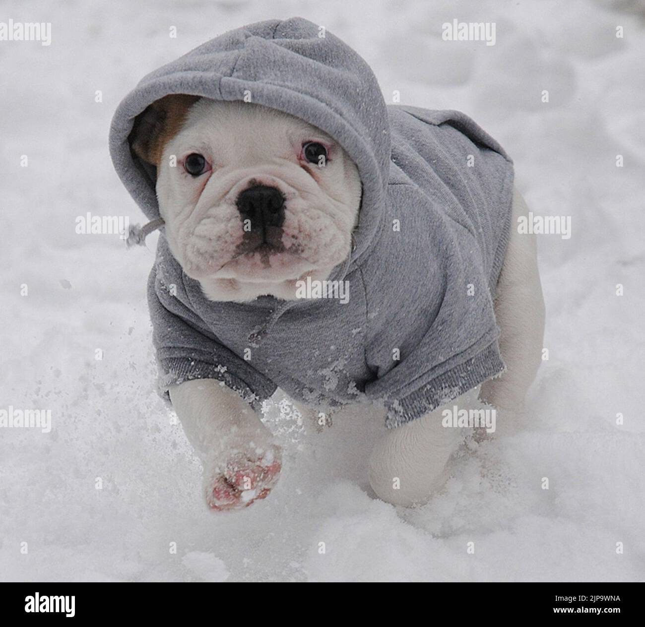 10 WEEK OLD BULLDOG BAILEY ENJOYS THE SNOW IN HIS HOODIE AT SOUTHSEA ...