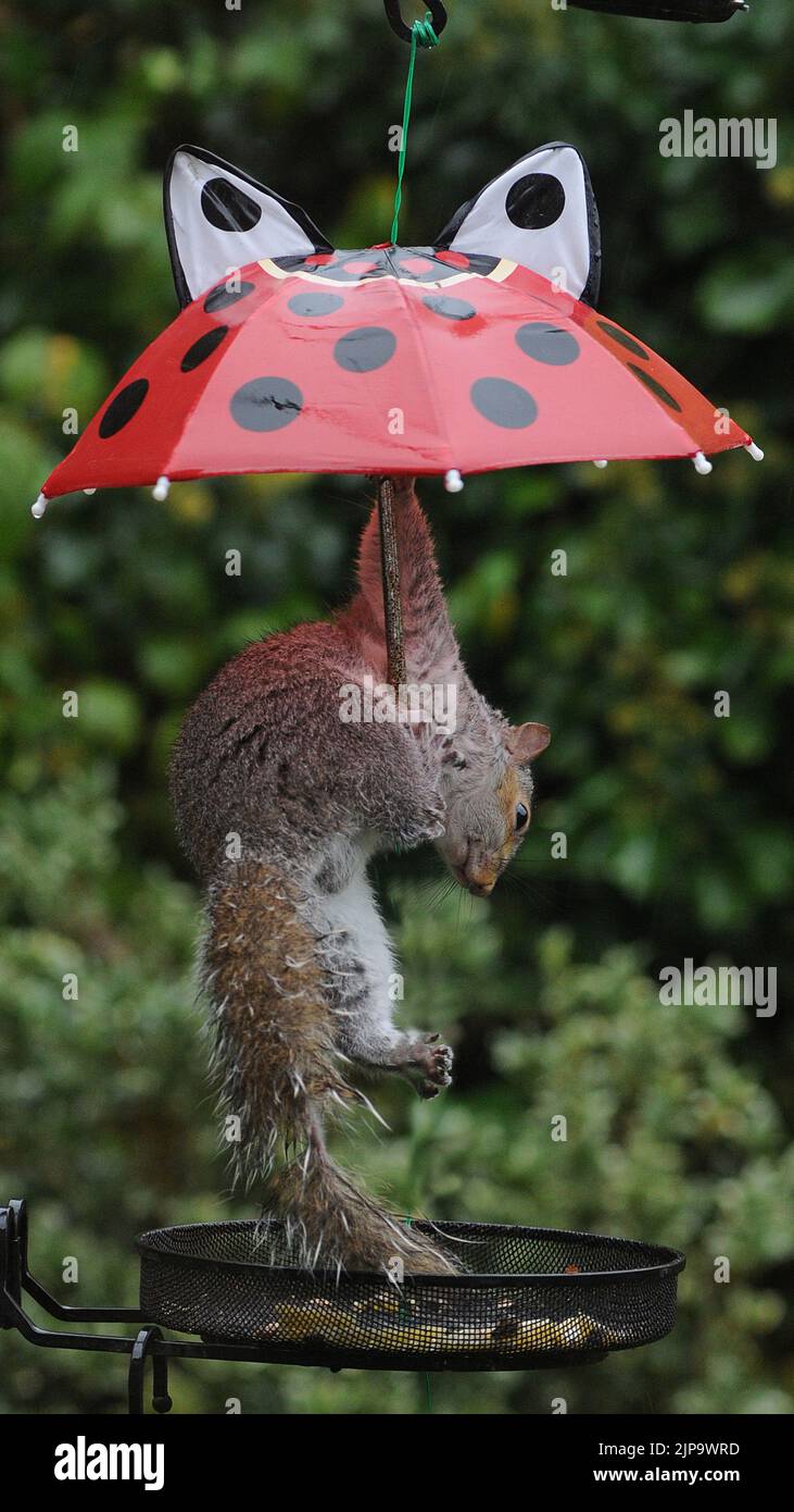 This grey squirrel couldn't believe his luck when he found a brolly on ...
