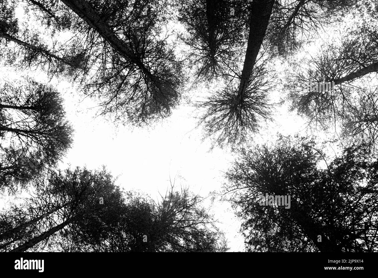 Low angle view of pine trees standing tall Stock Photo - Alamy