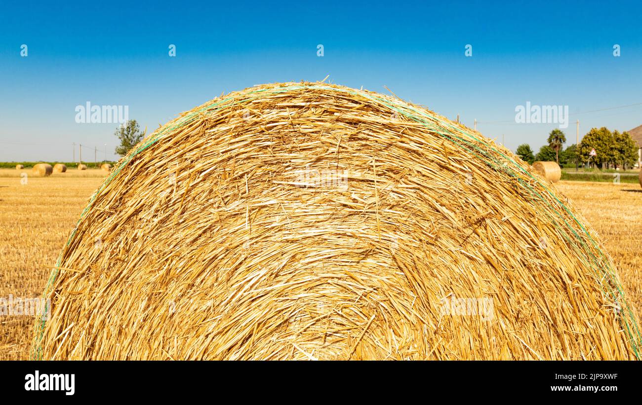 Straw balls on the agricultural field during summer sunny day Stock ...