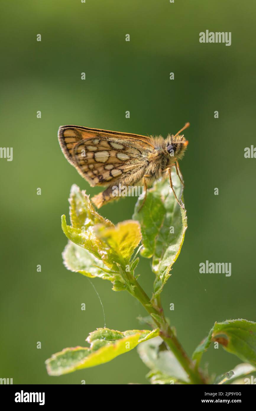 Chequered skipper (Carterochephalus palaemon Stock Photo - Alamy