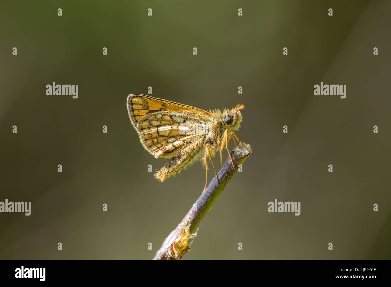 Chequered skipper (Carterochephalus palaemon Stock Photo - Alamy